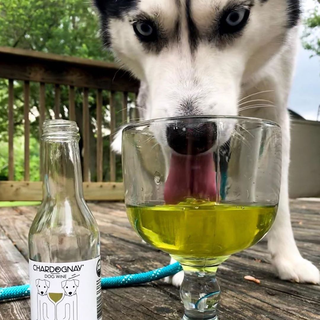 CharDOGnay Dog Wine | PetWineShop | CatWine and DogWine